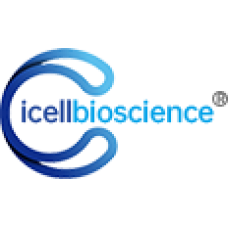 icell bioscience cell line